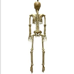 Skulls | Accents | 3 Foot Skeleton Posable Joints Scary Halloween ...